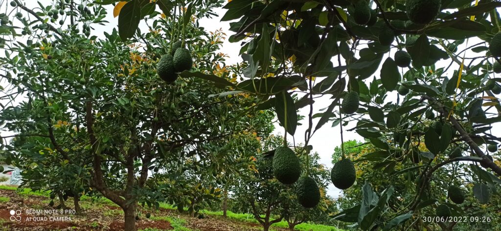 About - MyanmarAvocado.org