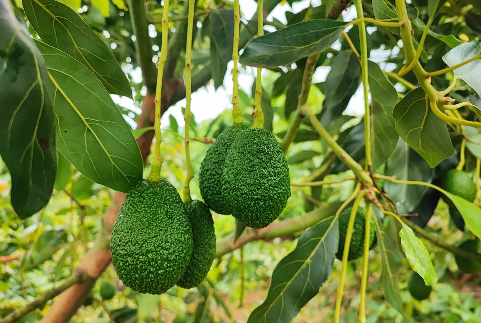 Home - MyanmarAvocado.org
