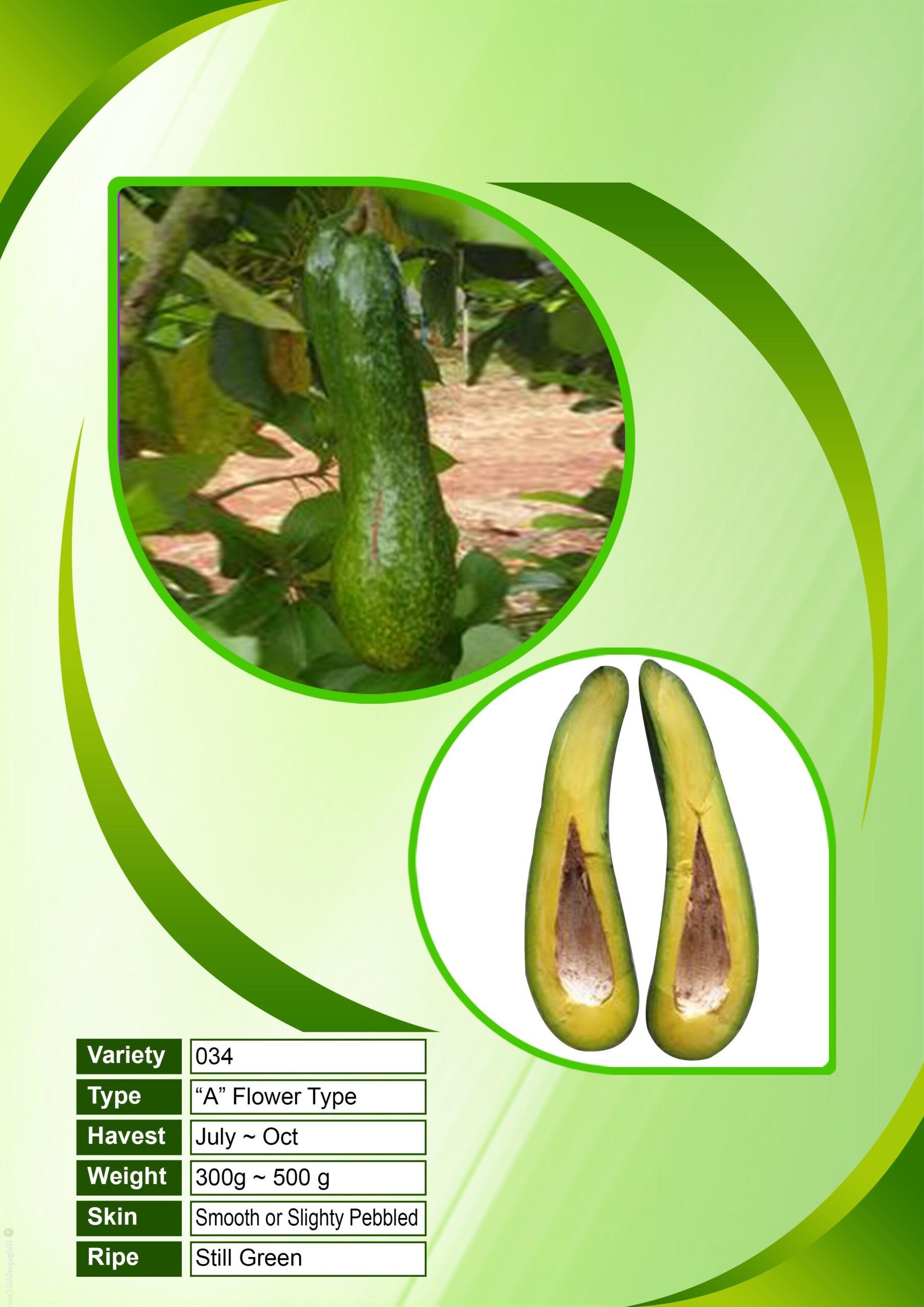 Products - MyanmarAvocado.org