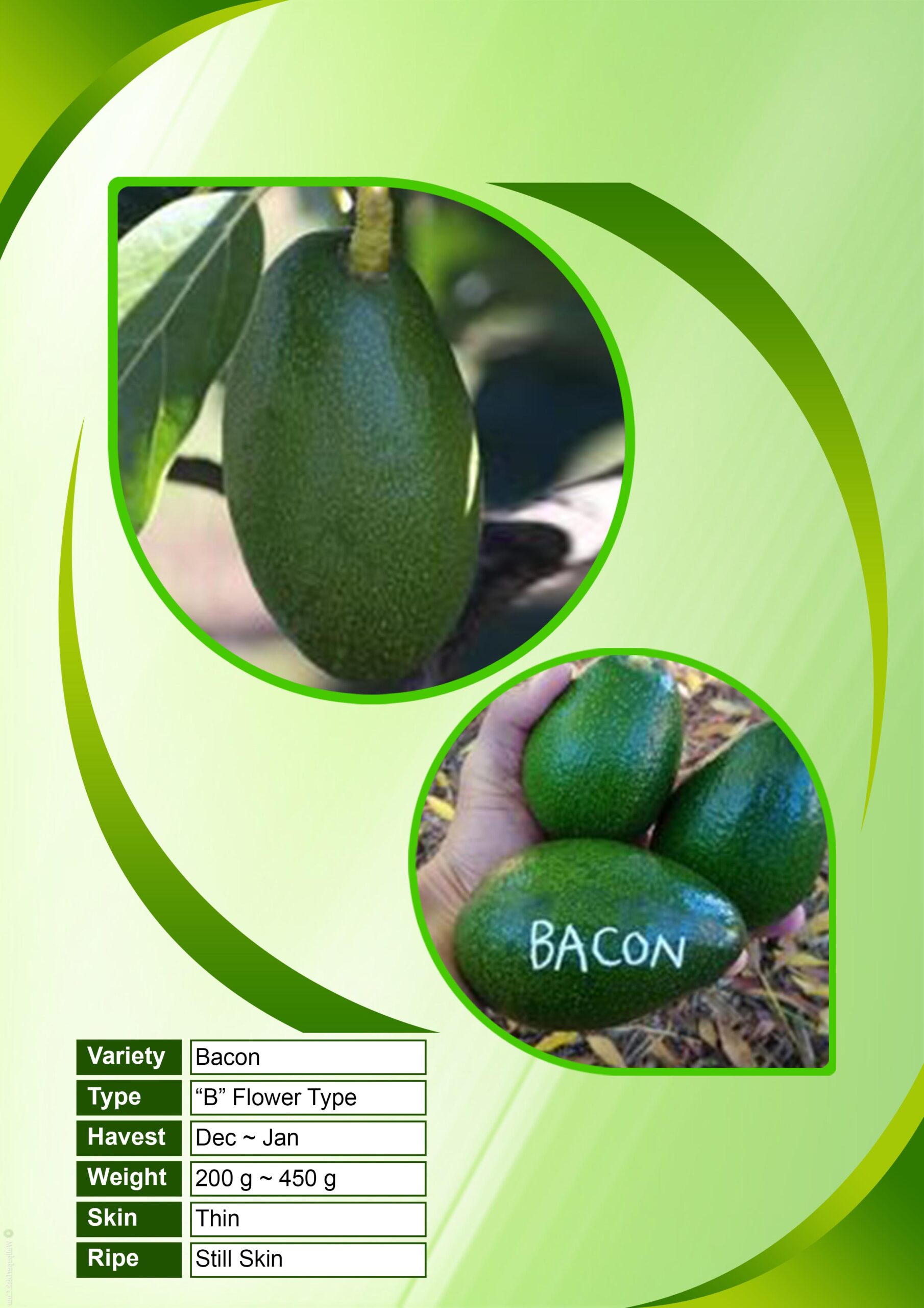 Products - MyanmarAvocado.org