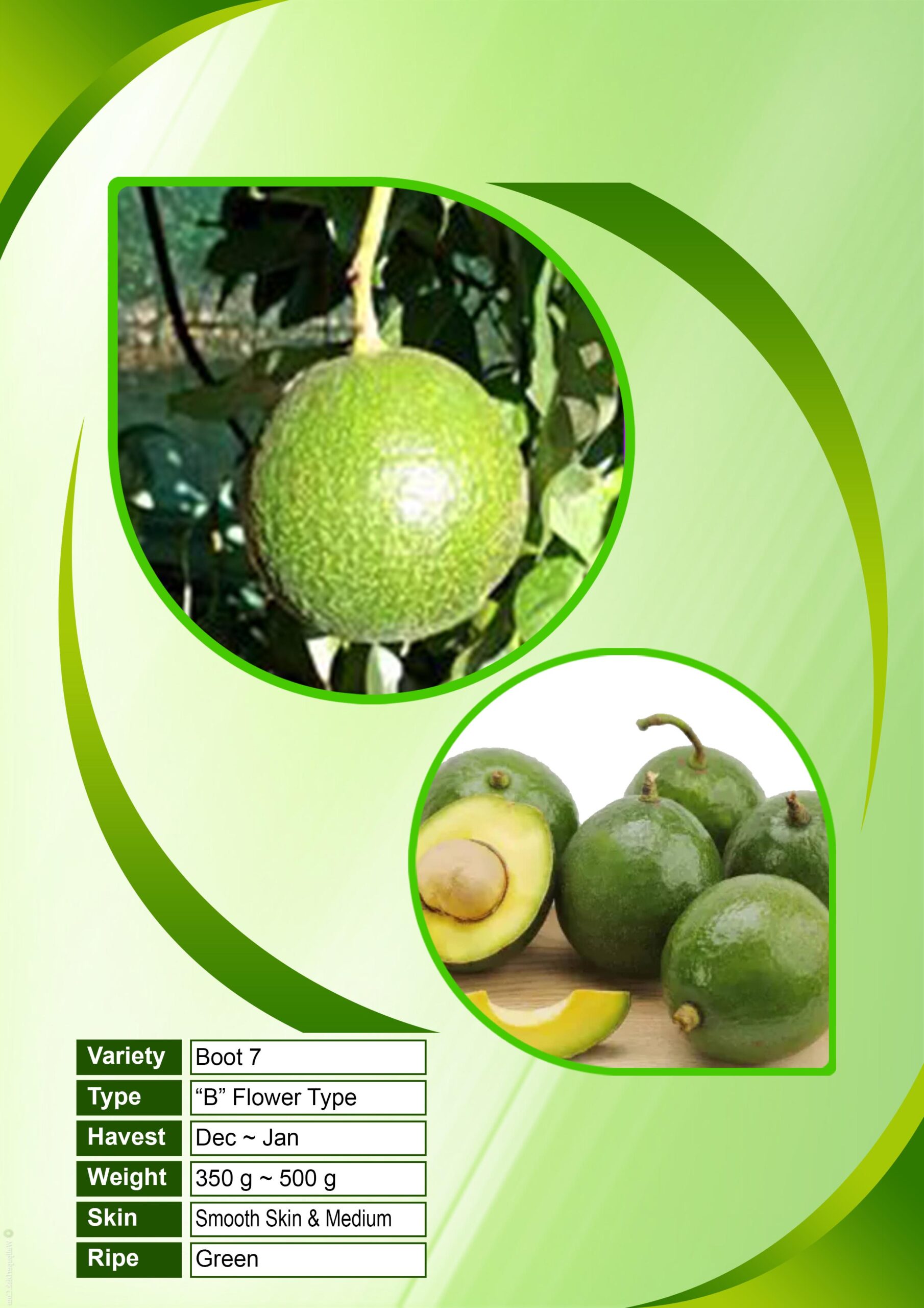 Products - MyanmarAvocado.org