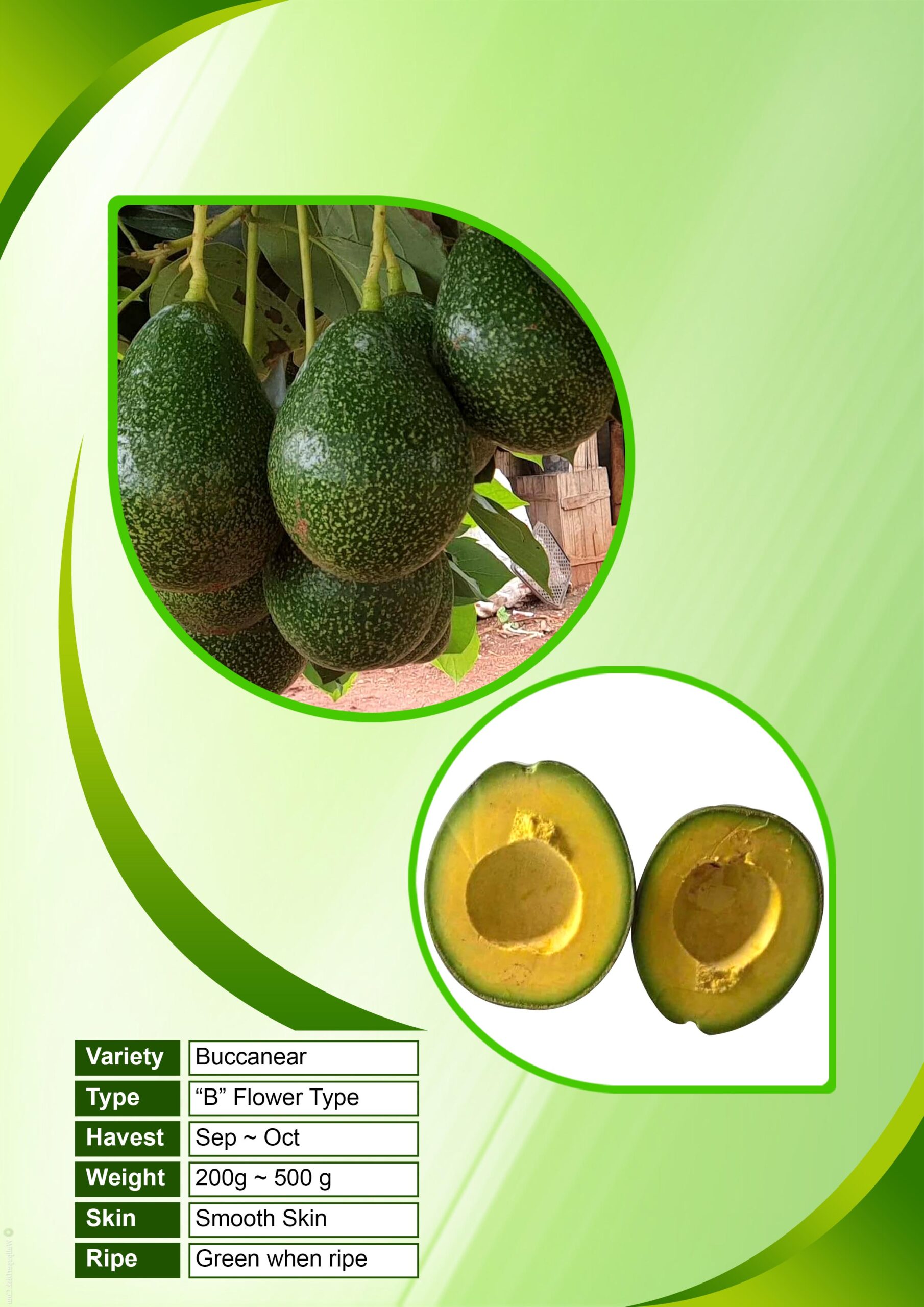 Products - MyanmarAvocado.org