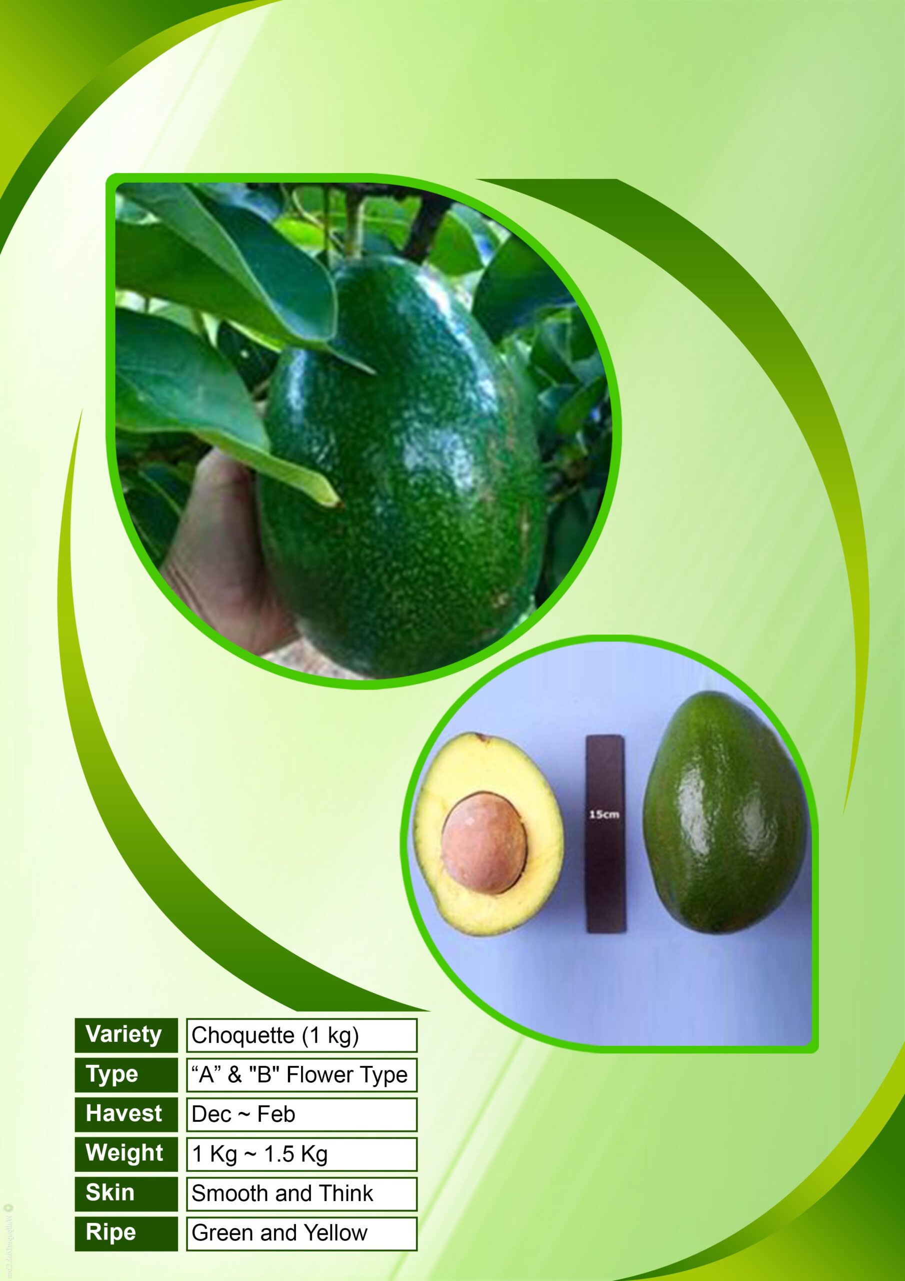 Products - MyanmarAvocado.org