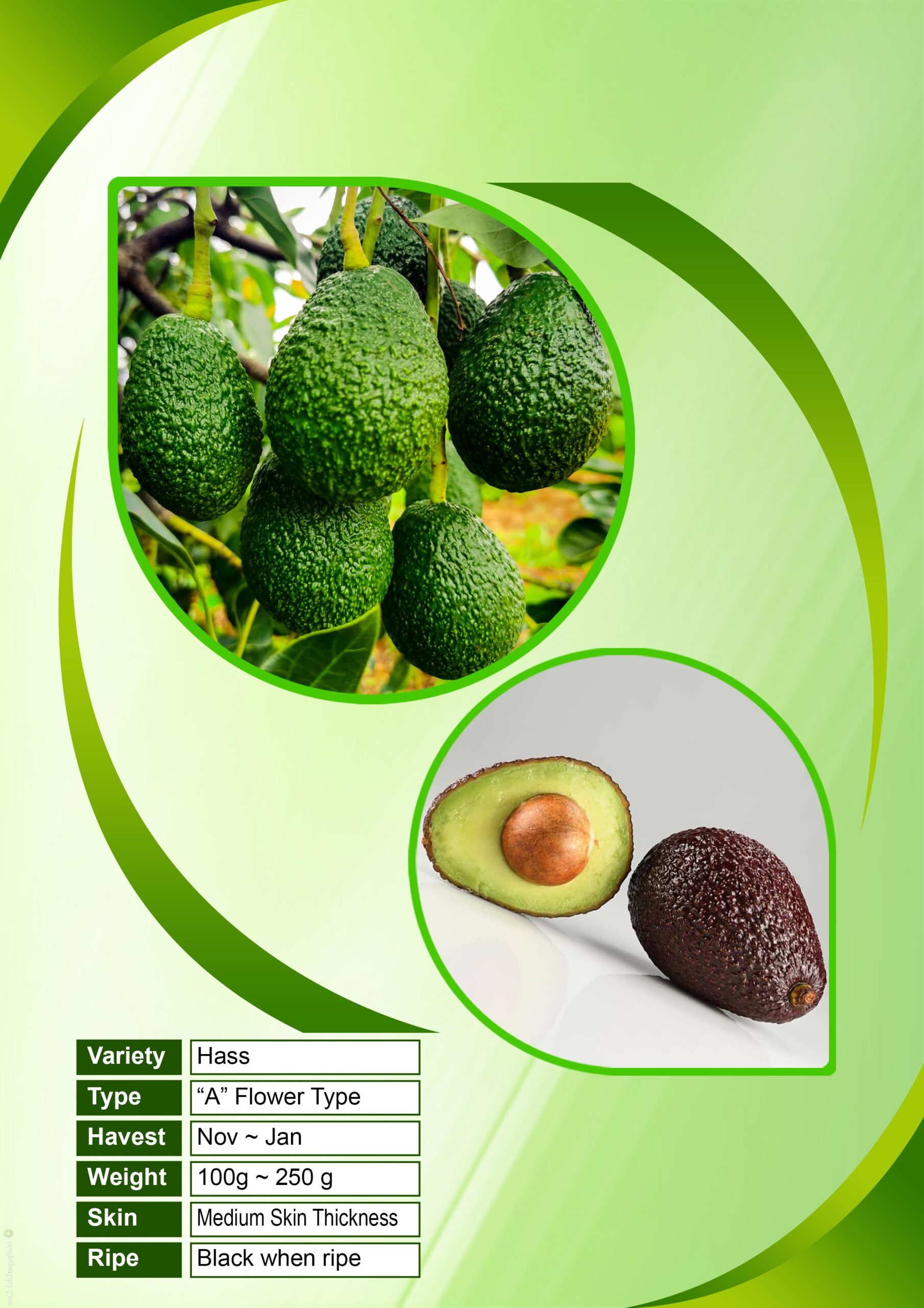 Products - MyanmarAvocado.org