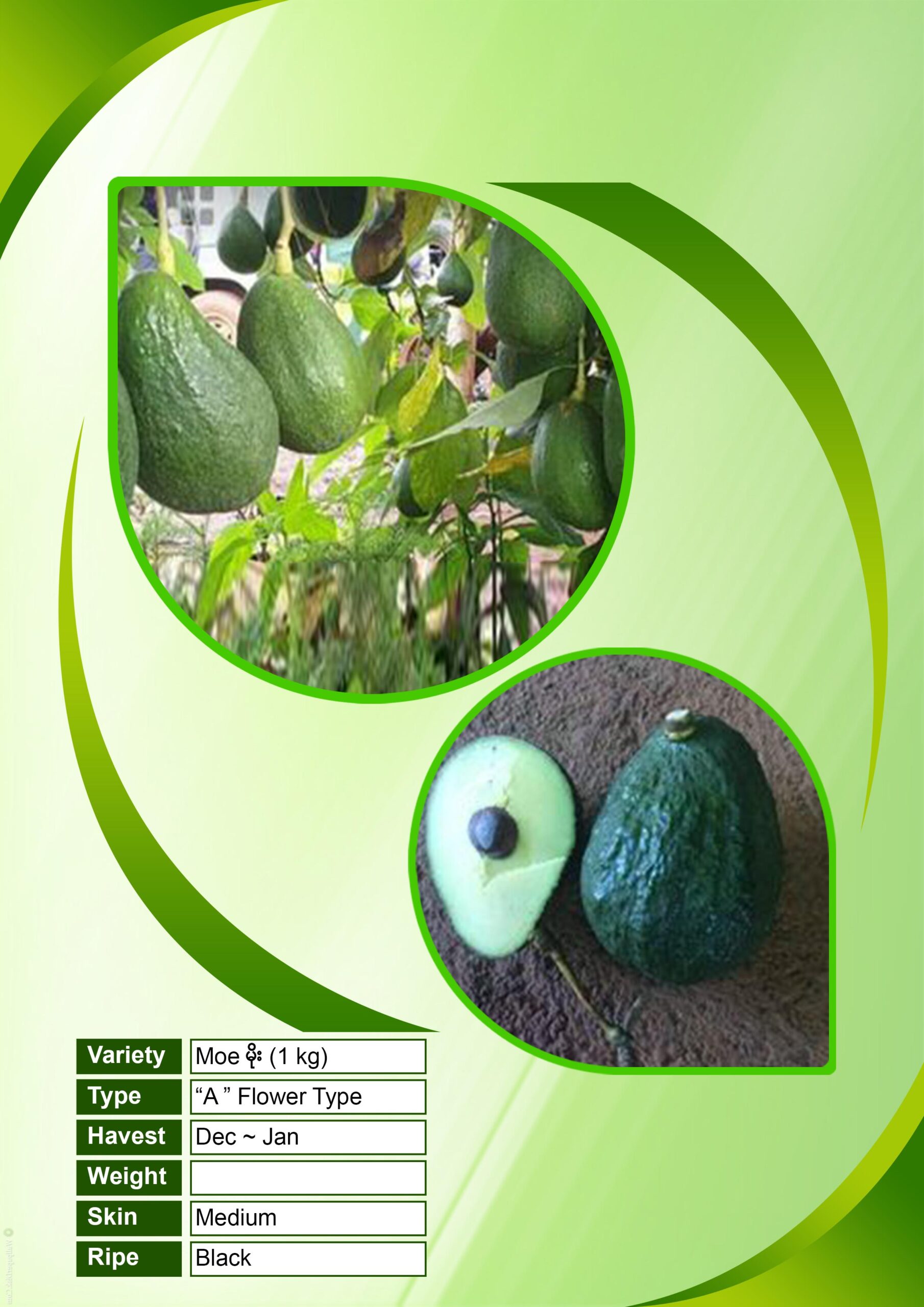 Products - MyanmarAvocado.org