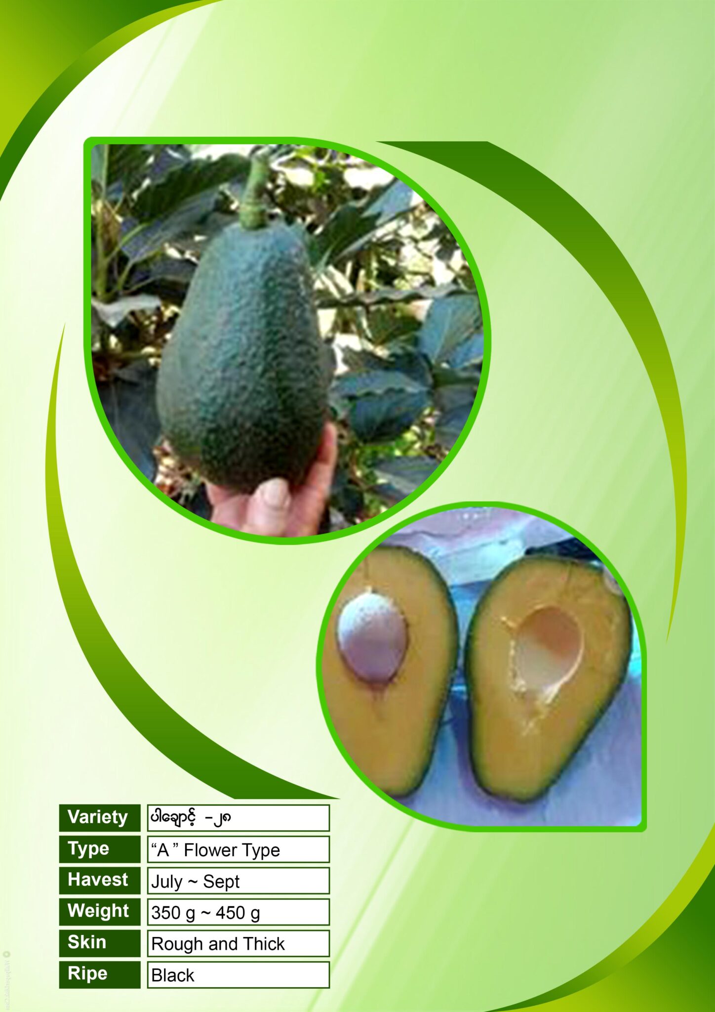 Products - MyanmarAvocado.org