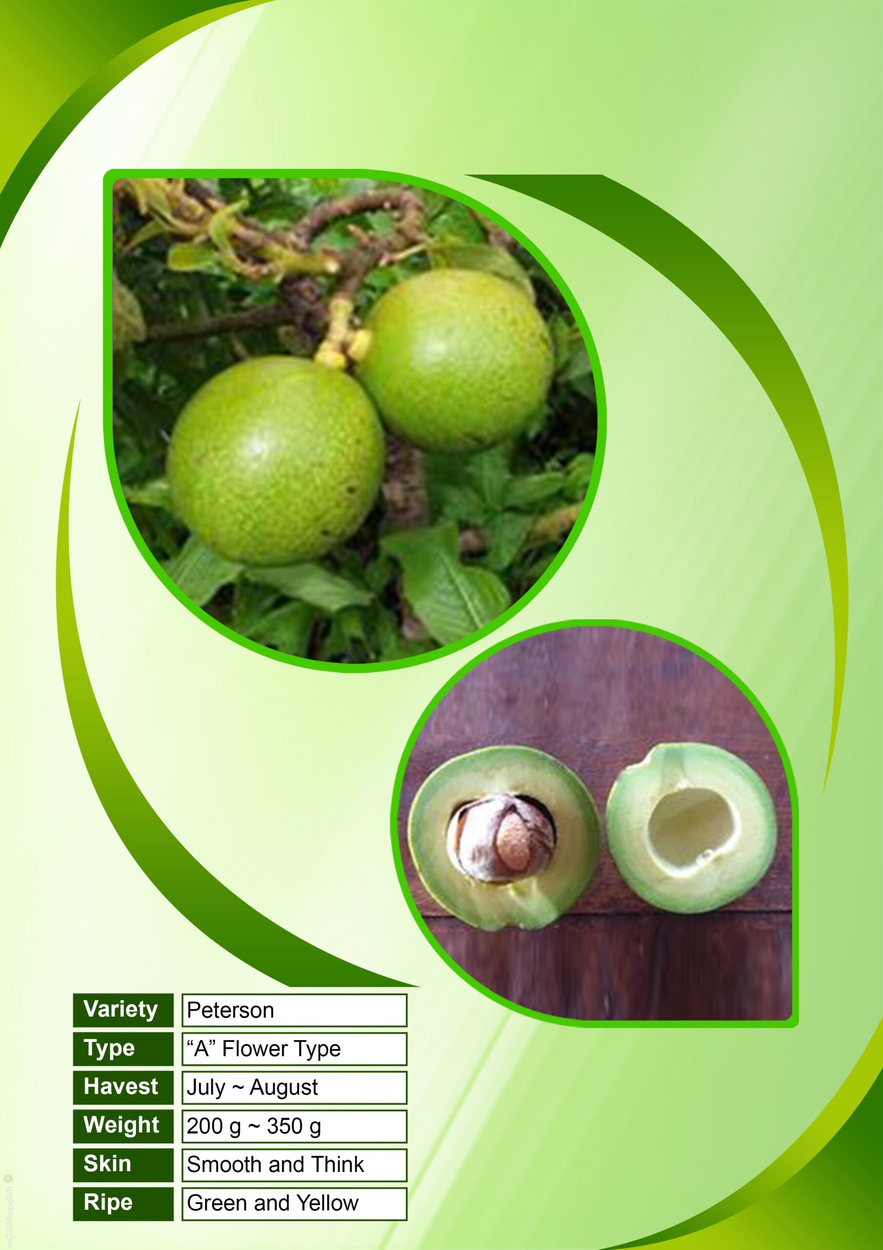 Products - MyanmarAvocado.org