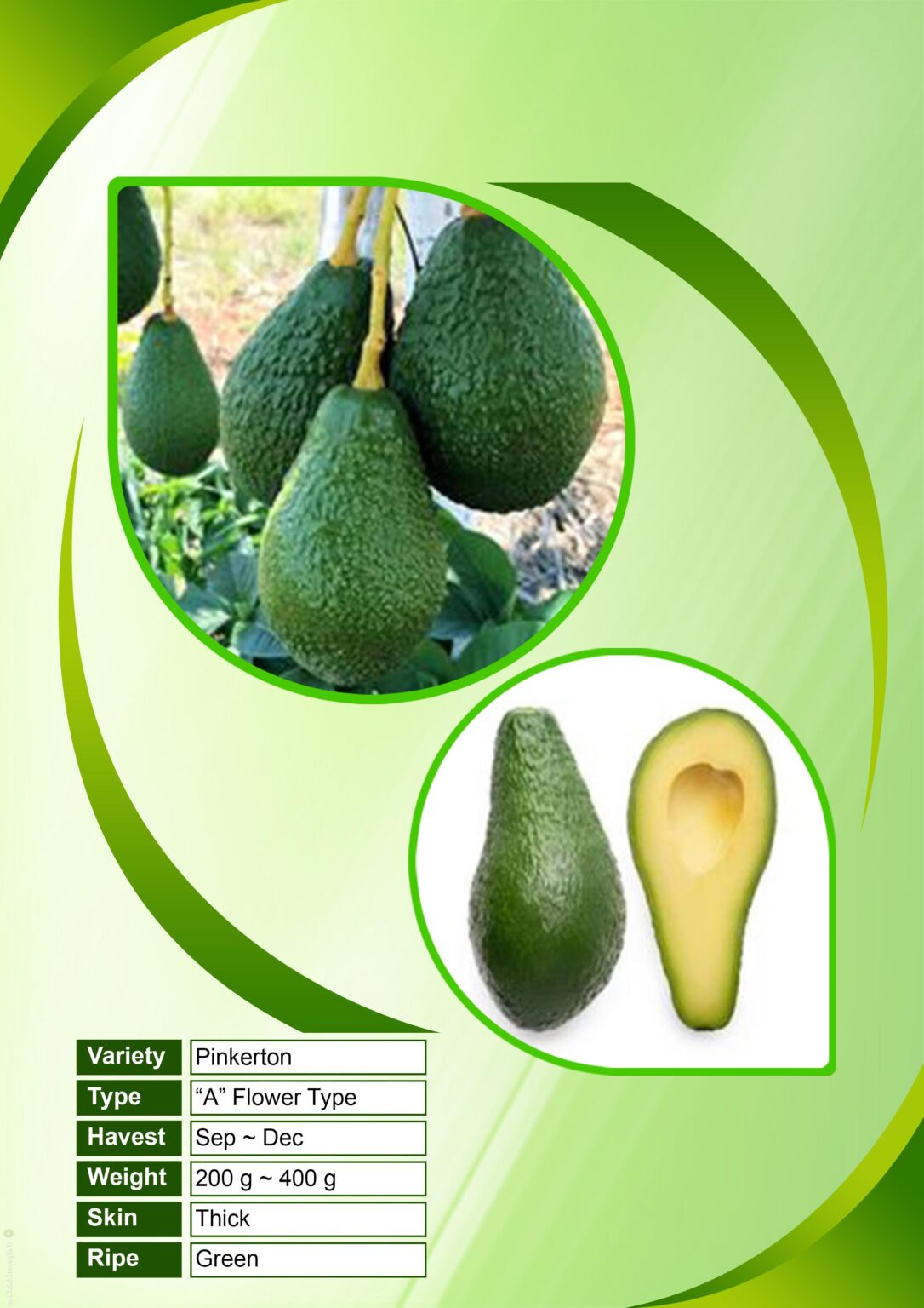 Products - MyanmarAvocado.org