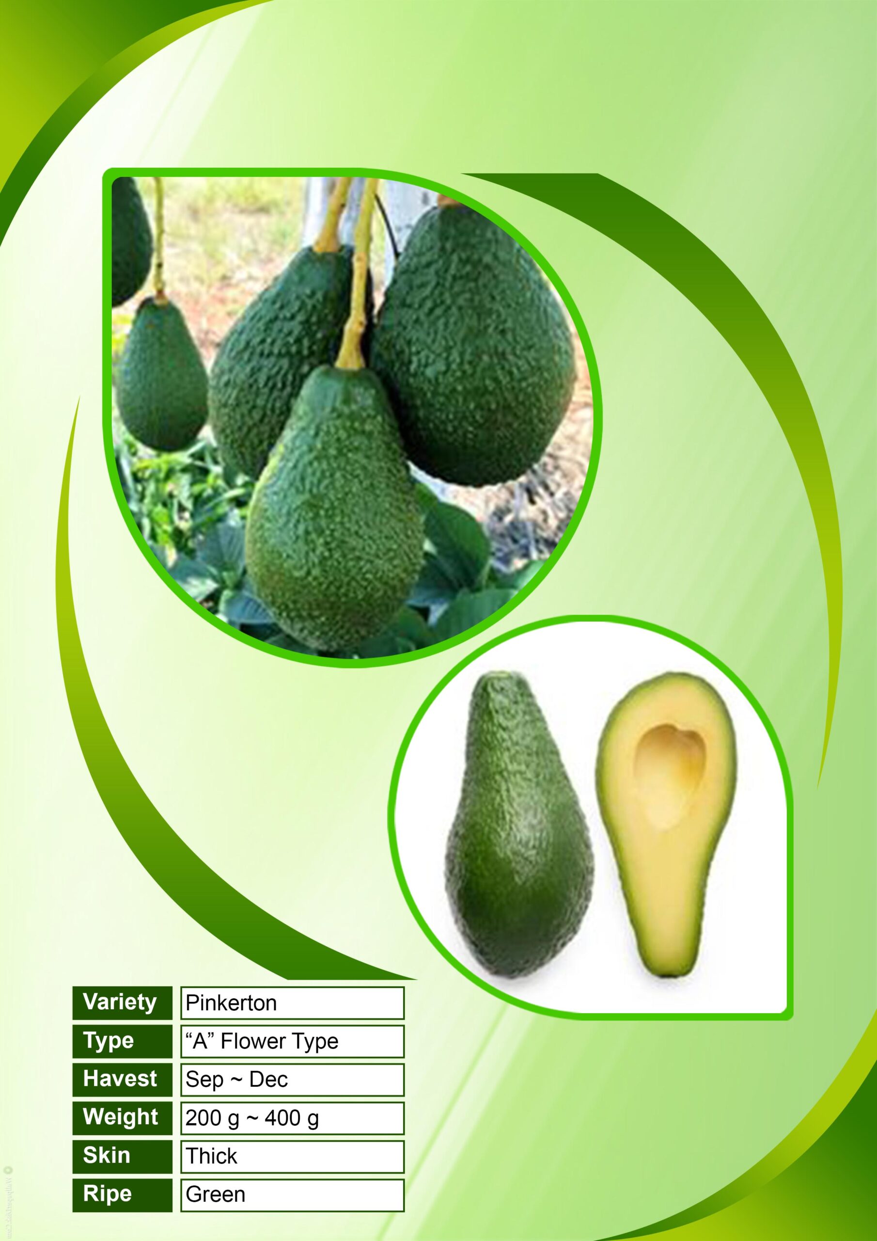 Products - MyanmarAvocado.org