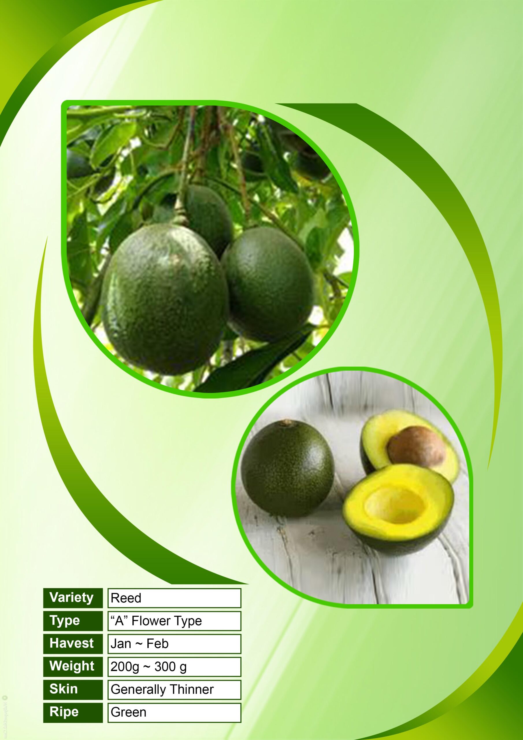 Products - MyanmarAvocado.org