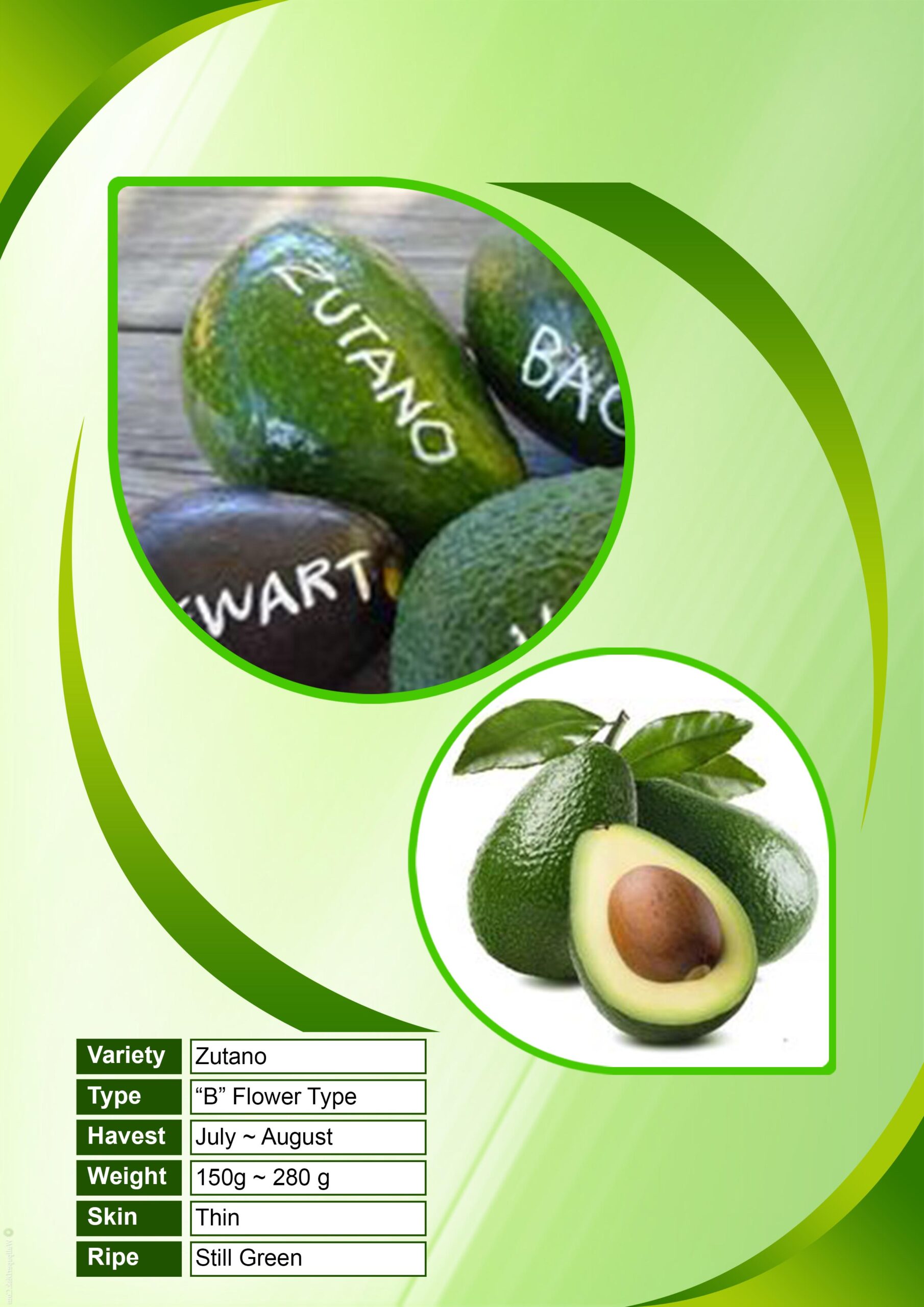 Products - MyanmarAvocado.org